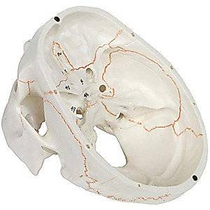 Axis Scientific Numbered Human Skull Model Bundle, 3 Part Life Size Replica, Removable Calvarium (Skull Cap), Mandible (Jaw) and 55 Numbered Features, Includes Detailed Study Guide