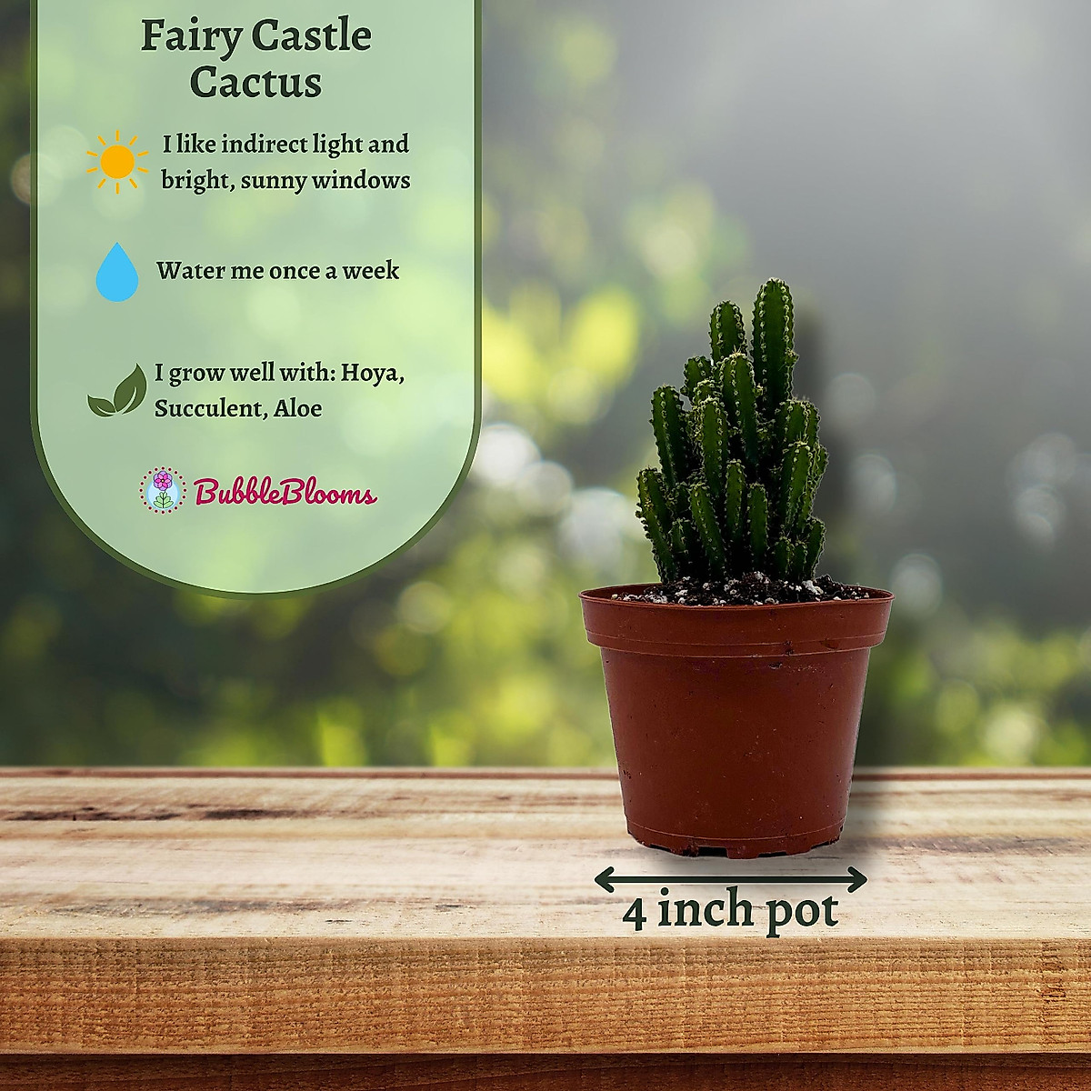 BubbleBlooms Fairy Castle Cactus, Acanthocereus Tetragonus, Night-Blooming Cereus, Triangle Cactus, 4 inch Pot