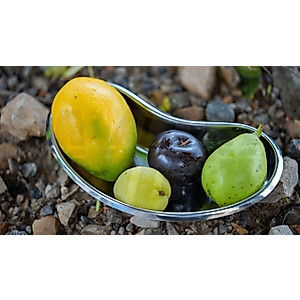 MJW Stainless Steel Kidney Dish - 8.3" kidney Shaped Curved Emesis Bowl for Medical, Dentistry and Veterinary Use, Ideal Kidney Basin Lab Instrument Tray