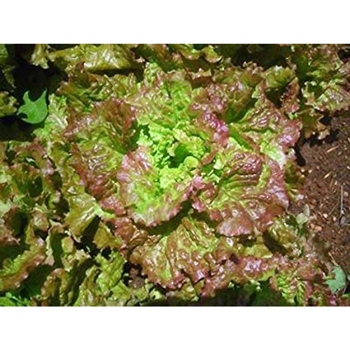 "Prizehead" Lettuce Seeds for Planting, 1000+ Heirloom Seeds Per Packet, (Isla's Garden Seeds), Non GMO Seeds, Botanical Name: Lactuca Sativa, 85% Germination Rates, Great Home Garden Gift