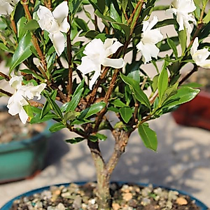 Brussel's Live Gardenia Outdoor Bonsai Tree (2 Pack) - 8 Years Old; 8" to 12" Tall with Decorative Container
