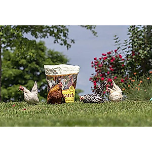 Manna Pro Ultimate Scratch Chicken Feed | Nutrient Rich Chicken Treat | 10 LB Chicken Scratch