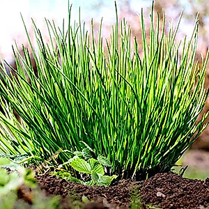 Chives Allium Schoenoprasum Wild Onion Wild Garlic Herb Garden Seeds for Planting About 100 Seeds