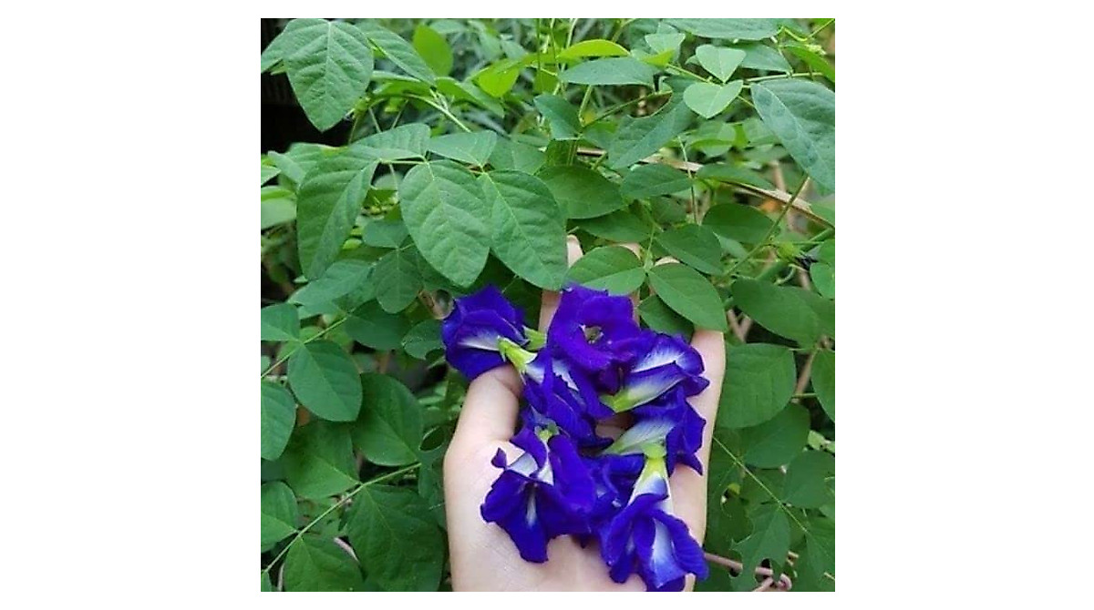 100 Butterfly Pea Flower Seeds - Edible and Beautiful