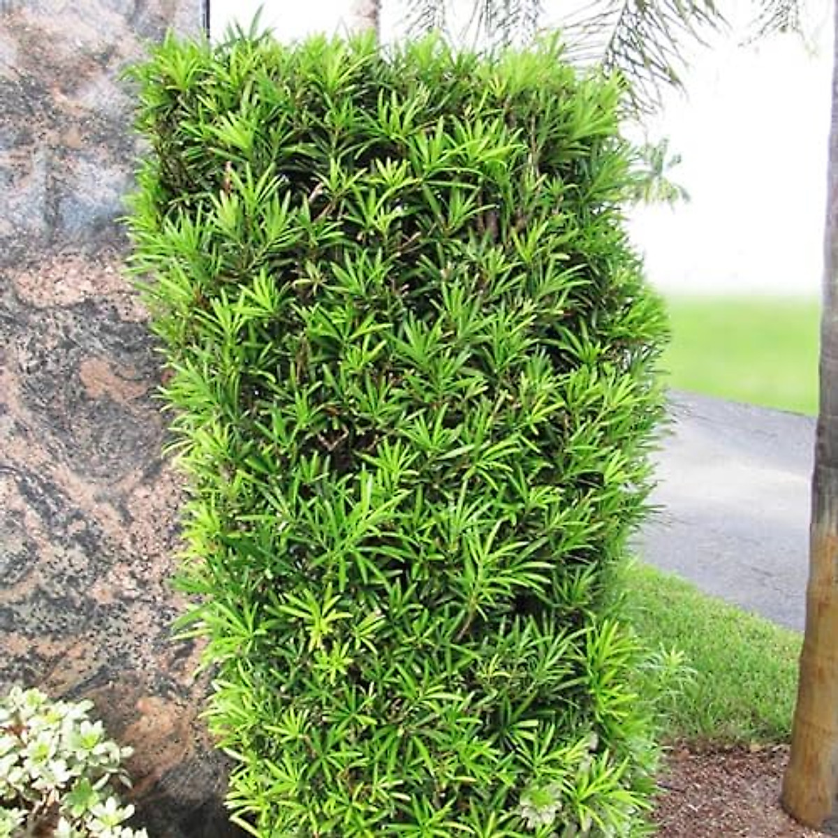 CHUXAY GARDEN Chinese Podocarpus Seeds for Planting Privacy Screen Dwarf Shrubs Evergreen Conifer Bushes Podocarpus Macrophyllus Seed 30 Seeds Hardy Tree Fast Growing Great for Bonsai