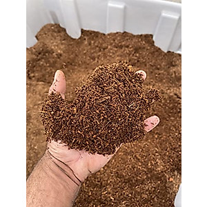 ReptiEarth Fine Coconut Fiber Substrate, Fluffy Small-Strand Reptile Substrate and Snake Bedding for Bioactive Terrarium Tanks, Organic Coco Fiber for Lizards, Frogs, Tarantulas (12 Quart)