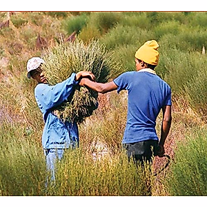 TICK TOCK TEAS Organic Rooibos Tea Bags, Organic Original Rooibos Tea, 40 Count