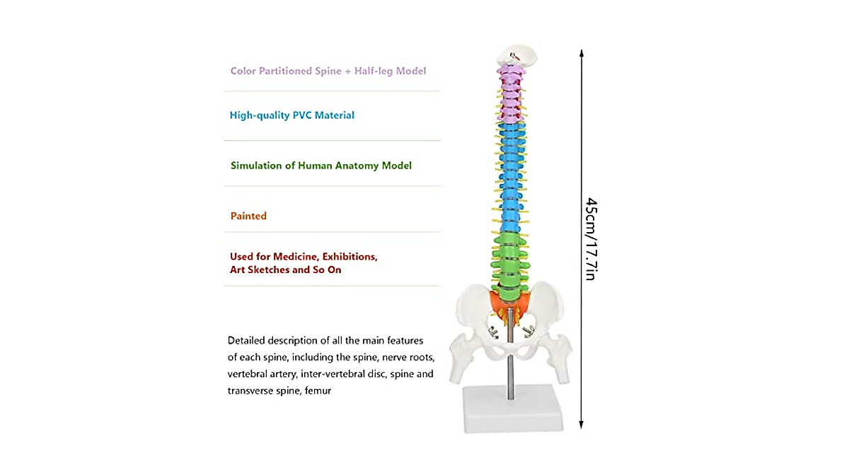 Human Spine Model - Detailed Anatomical Skeleton for Education and ...