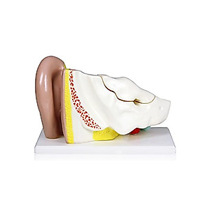 Parco Scientific PB00066-CC3 4X Ear | External, Middle & Inner Ear | 5 Removable Pieces Include Temporal Bone, Auditory Canal, Labyrinth, Tympanic Membrane, Malleus and Incus | W Key & Carrying Case