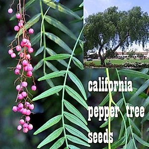 10 California Pepper Tree