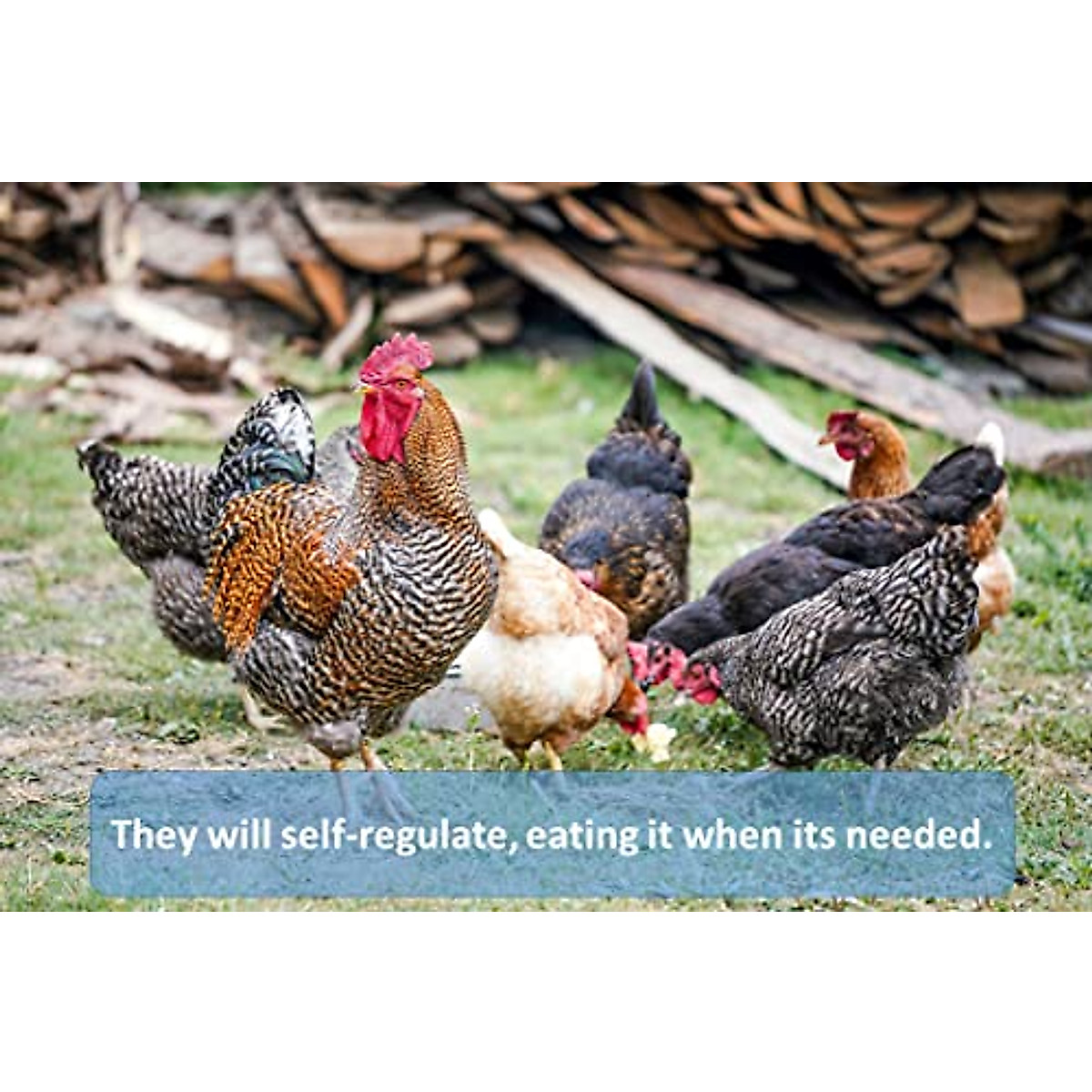 Pacific Oyster Shells - Crushed Oyster Shell Calcium Supplement for Egg-Laying Poultry (Chickens & Ducks) 5lb