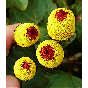 100 Toothache Plant Seeds（Spilanthes paniculata Wall. ex DC.） to Grow in Your Garden