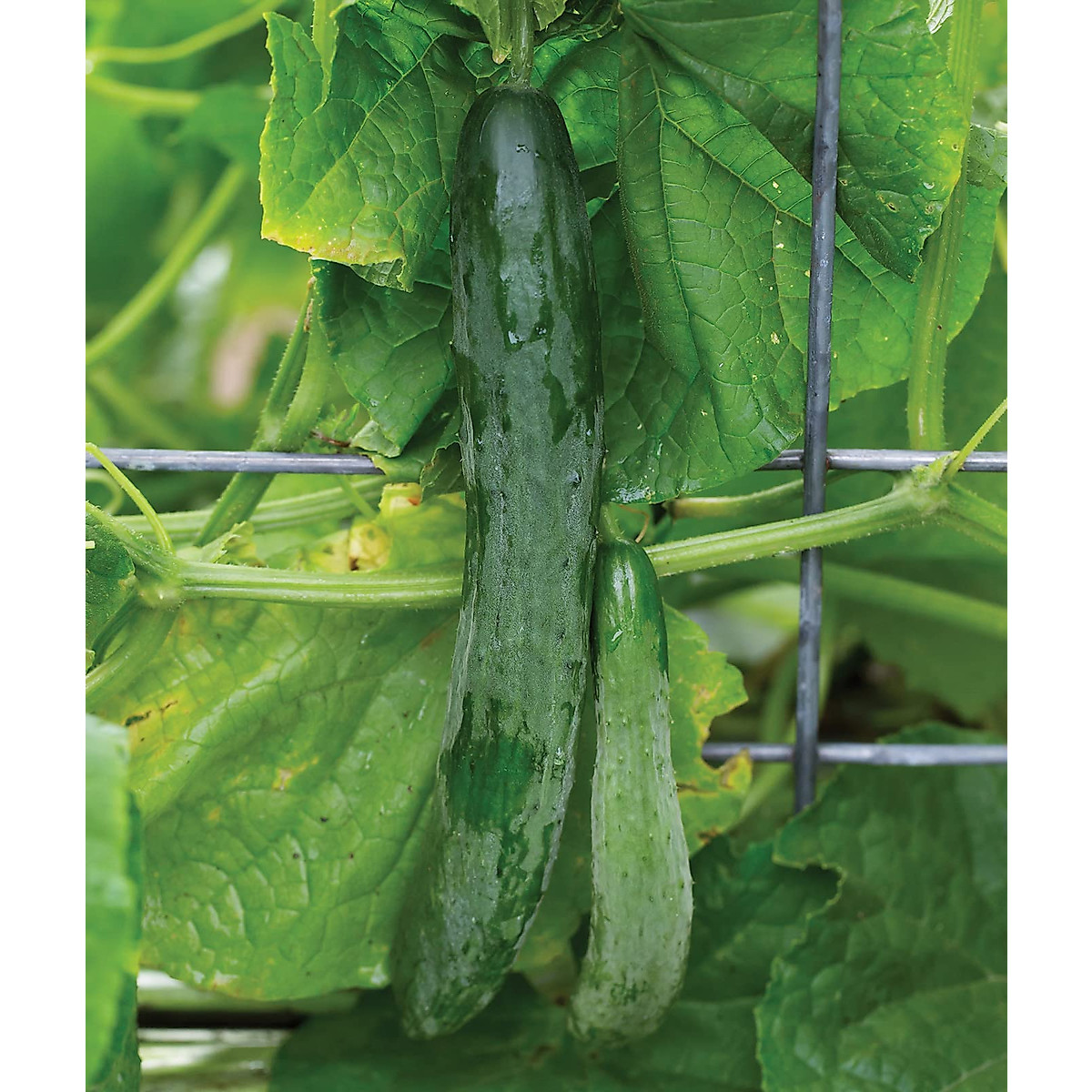 Burpee Sweet Success Slicing Cucumber Seeds 20 seeds