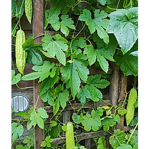 25 Long Bitter Melon Seeds - Khổ Qua Mỡ Trái Dài - Up to 16 inches Fast Growing - AKA. Bitter Gourd, Bitter Squash, Balsam Pear, Kyushu, Karela, Goya, Paval, Ampalaya, Vietnamese Bottle Gourd