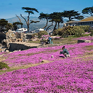 2000+ Creeping Thyme Seeds for Planting Thymus Serpyllum - Heirloom Ground Cover Plants Easy to Plant and Grow - Open Pollinated