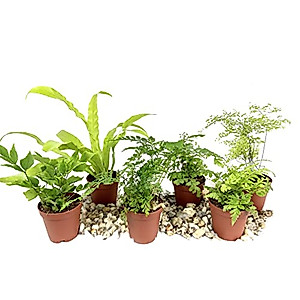 Mini Fairy Garden - Terrarium Fern Assortment - 6 Live Plants in 2 Inch Pots - Rare Ferns from Florida - Growers Choice Based On Health, Beauty and Availability