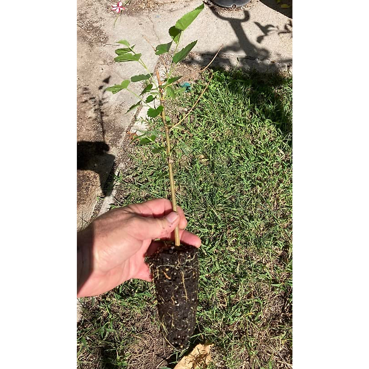 Pakistan Long Mulberry Tree - Morus Macroura Long Mulberry - Live Plant Not Dwarf