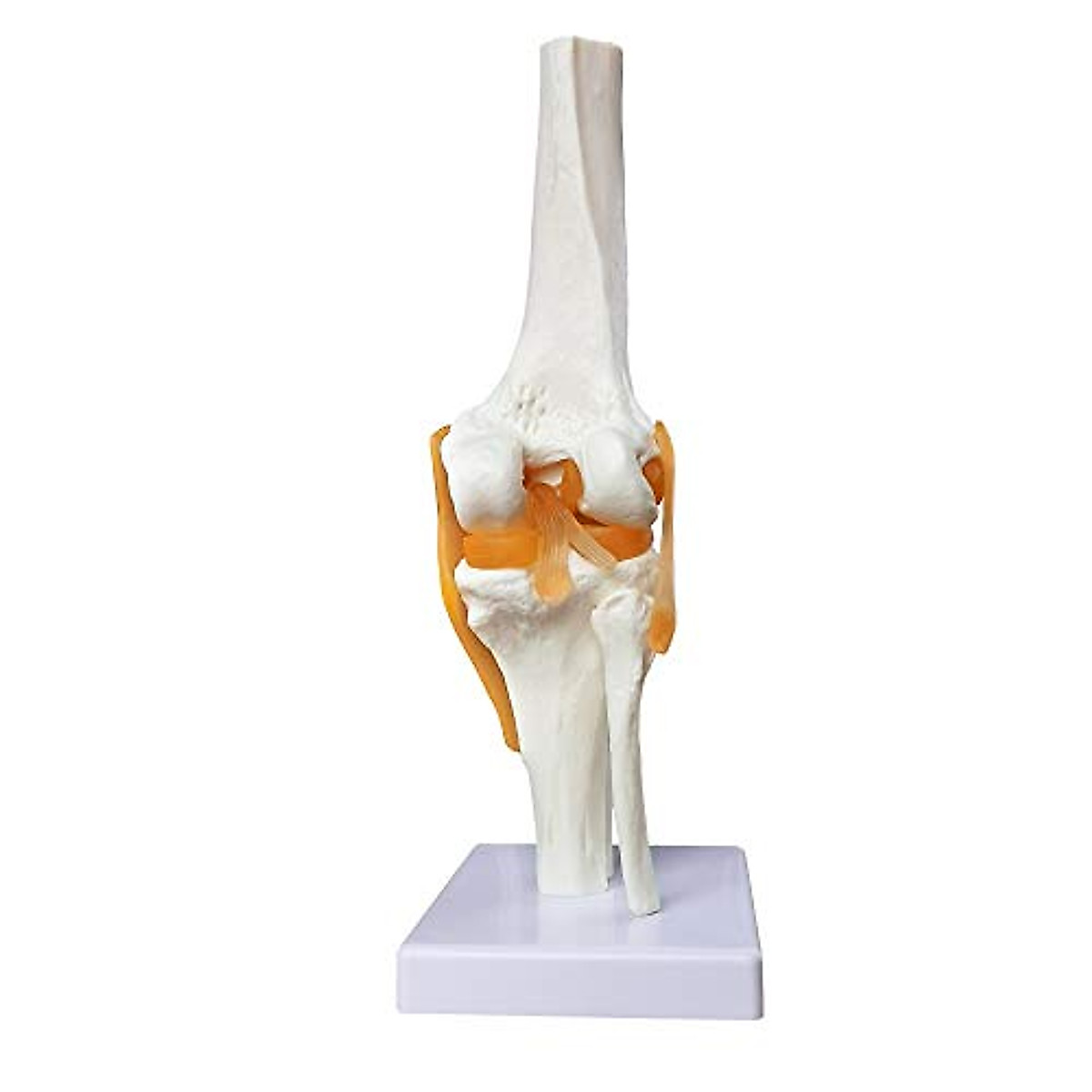 Human Functional Knee Joint Model, with Ligament, Life Size for Medical Teaching Learning, Clinic Demonstration, Kids Learning Education Display Tool