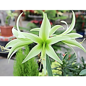 Exotic Cybister, Evergreen Amaryllis, Blooming Sized Bulb, Great as a potted plant, or specimin garden plant