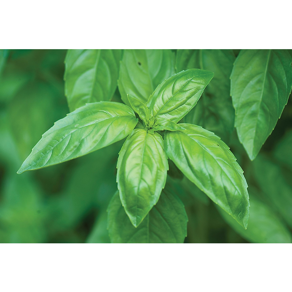 Burpee Genovese Basil Seeds 250 seeds