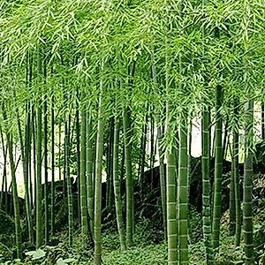 CHUXAY GARDEN 60 Seeds Phyllostachys Edulis,Moso Bamboo,Tortoise-Shell Bamboo,Edible Bamboo,Phyllostachys Pubescens, Running Bamboo Hardy Privacy Screen Plant Best Organic Bonsai