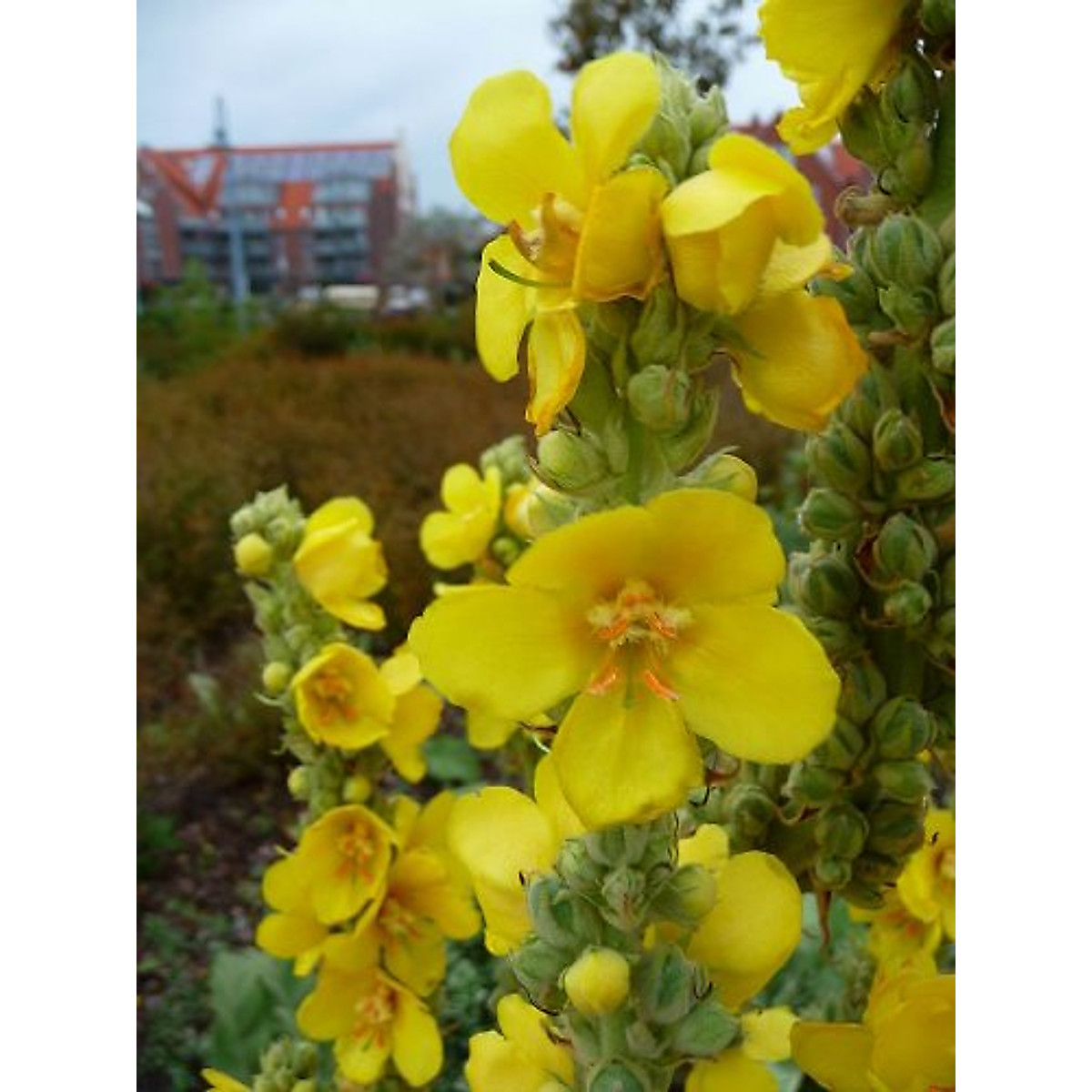 Earthcare Seeds Great Mullein Verbascum thapsus 150 Seeds Heirloom- Non GMO - Open Pollinated