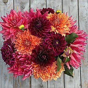 Dahlia Bulbs (Dinnerplate) - Passion Mix - 9 Bulbs - Mixed Flower Bulbs, Tuber Attracts Bees, Attracts Butterflies, Attracts Pollinators, Easy to Grow & Maintain, Fast Growing, Cut Flower Garden