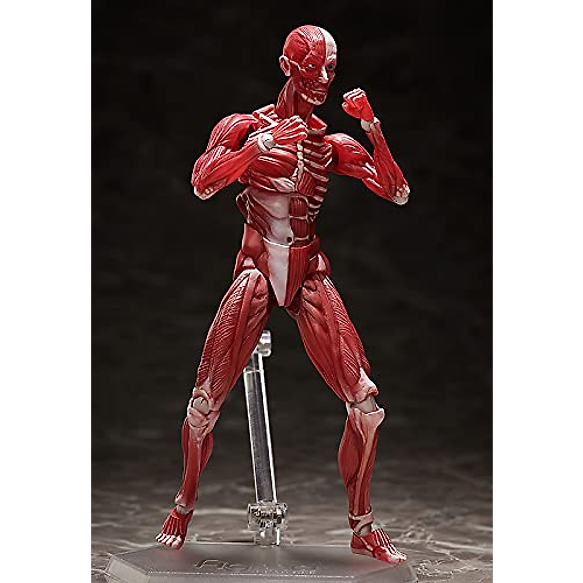 FREEing Human Anatomical Model Figma Action Figure,Multicolor
