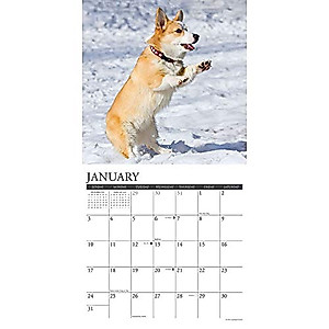 Just Pembroke Corgis 2021 Wall Calendar (Dog Breed Calendar)