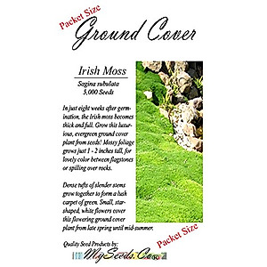 IRISH MOSS SEEDS, Sagina subulata, Heath Pearlwort, Perfect In Garden, Lawn Substitue or In-Between Stones, Groundcover Heath Pearlwort, Zones 4-10 - By MySeeds.Co (10000 Seeds)