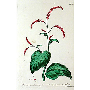 Persicaria Nientales Nicotianae Folio [Eastern Arsesmart with a Tobacco Leaf]