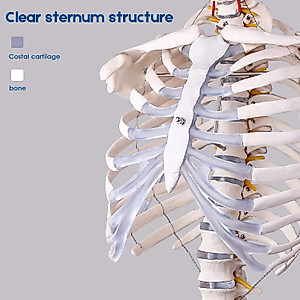 LYOU Human Skeleton Model, Medical Anatomical Skeleton Life Size 70.8 in with Rolling Stand for Anatomy Teaching and Studying, Colorful Poster Includes
