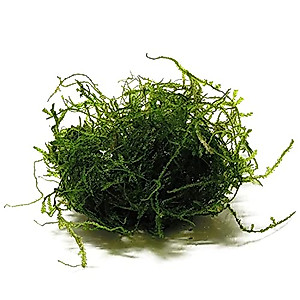 Java Moss Taxiphyllum Barbieri Portion