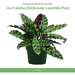 American Plant Exchange Calathea Rattlesnake with Stylish Pot Cover, Live Indoor Houseplant, 6-Inch Pot, Long Leaf Prayer Plant, Pet Safe, Tropical Houseplant for Home & Garden Décor