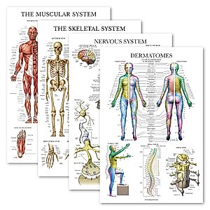 Palace Learning 4 Pack - Anatomical Poster Set - Laminated - Muscular, Skeletal, Nervous System, Dermatomes - Anatomy Chart Set (LAMINATED, 18” x 24”)