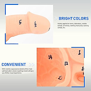 RSGK Male Catheterization Manikin, PVC Manikin Teaching Manikin - A Training Aid for Gynecological Medical Education.