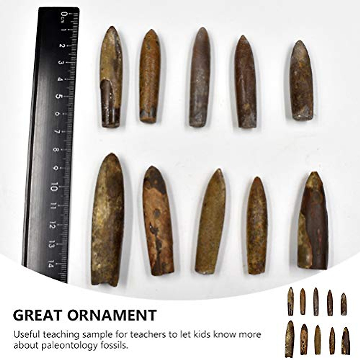 iplusmile 10pcs Paleontology Belemnite Fossil Specimen Science Ornament Laboratory Supply
