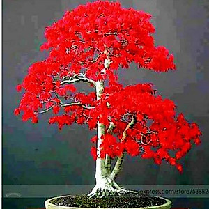 100% True Japanese Red Maple Bonsai Tree Cheap Seeds, Pro Pack, 20 Seeds / Pack, 2 Packs, Very Beautiful Indoor Tree NF924
