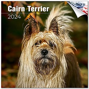 2023 2024 Cairn Terrier Calendar - Dog Breed Monthly Wall Calendar - 12 x 24 Open - Thick No-Bleed Paper - Giftable - Academic Teacher's Planner Calendar Organizing & Planning - Made in USA