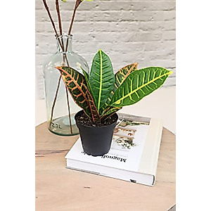Essential Houseplant Collection (3PK) Live Plants Indoor Plants Live Houseplants in Plant Pots, Easy House Plants Indoors Live, Snake Plant, Pothos in Potting Soil, Clean Air Plants by Altman Plants