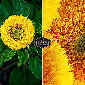 Survival Garden Seeds - Dwarf Sungold Sunflower Seed for Planting - Packet with Instructions to Plant and Grow Pom-Pom Teddy Bear Flowers in Your Home Vegetable Garden - Non-GMO Heirloom Variety