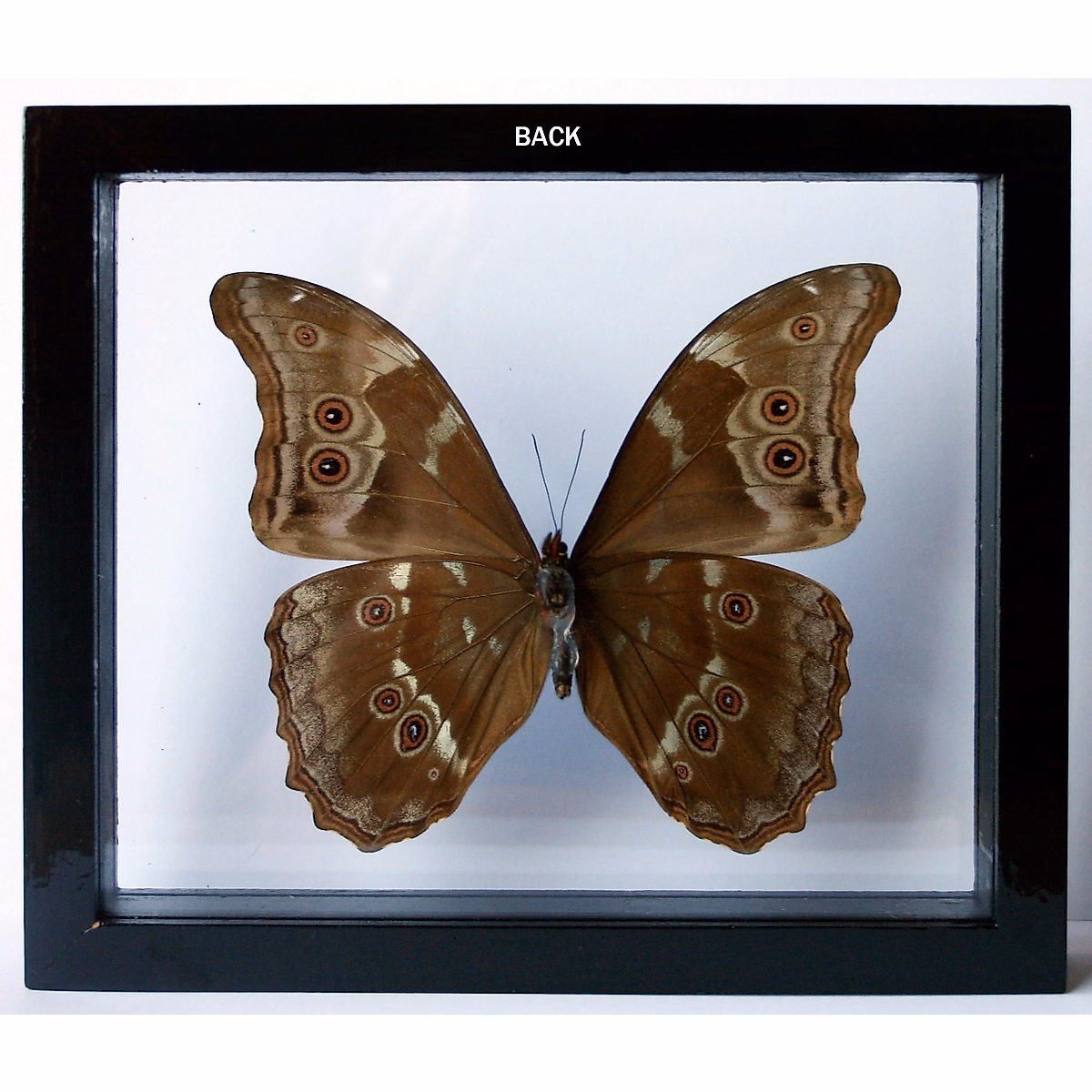 Ben the Butterfly Guy Blue Morpho Butterfly Framed and Mounted in Black Display