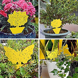 mask helper Zevo Flying Insect Trap Starter Kit Bundled with Zevo Flying Insect Trap Refill Cartidges & sticky fruit fly trap White, (MH-001)