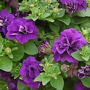 100 Double Wave Blue Velvet Petunia Seeds