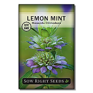 Sow Right Seeds - Lemon Mint Seed for Planting - Non-GMO Heirloom Seeds - Large Packet with Instructions to Plant and Grow an Herbal Tea Garden, Indoors or Outdoor; Great Gardening Gift