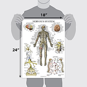 Palace Learning 2 Pack - Spinal Nerves & Nervous System Anatomy Posters - Set of 2 Anatomical Charts - Spine/Nervous - Laminated 18" x 24"