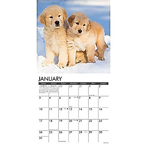 Just Golden Puppies 2021 Wall Calendar (Dog Breed Calendar)