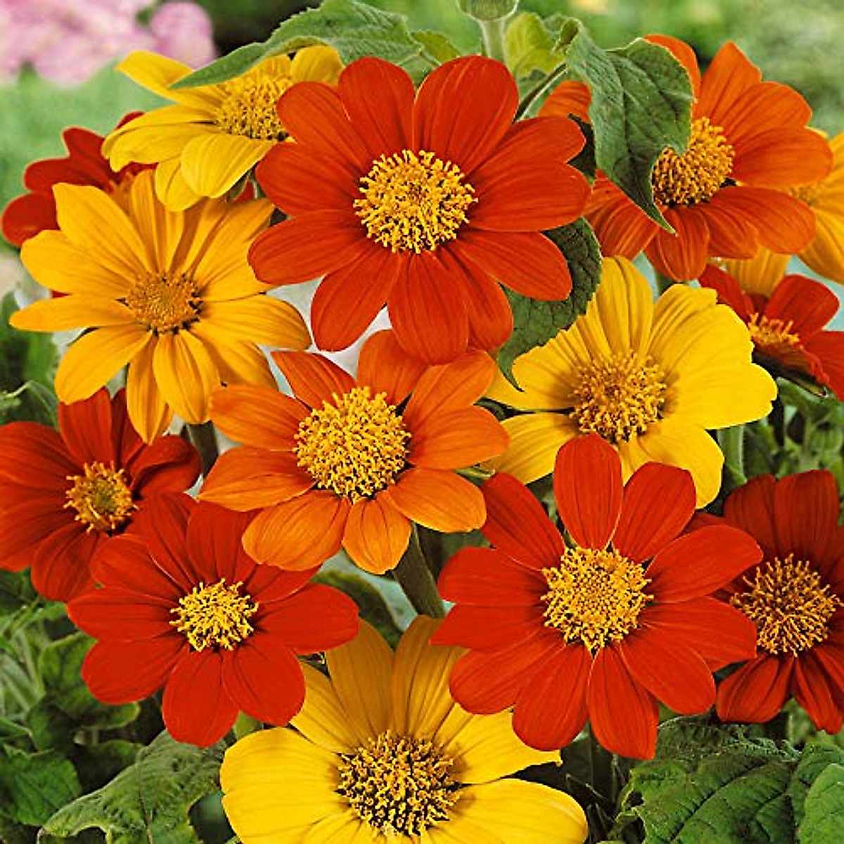 Outsidepride Orange Tithonia Mexican Sunflower Garden Cut Flowers & Climbing, Vining Plant Mix - 500 Seeds