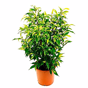 Ficus Benjamina Bonsai Weeping Fig Tree 20+ Seeds for Planting Non-GMO Houseplant