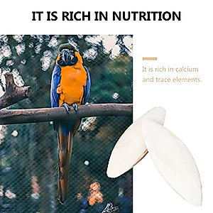 POPETPOP Bird Beak Stone -12PCs Bird Cuttle Bone Parrot Beak Grinder Desalting Cuttlebone Toy Pet Training Chew Molar Toy (Each Pcs Slight Different in Size)